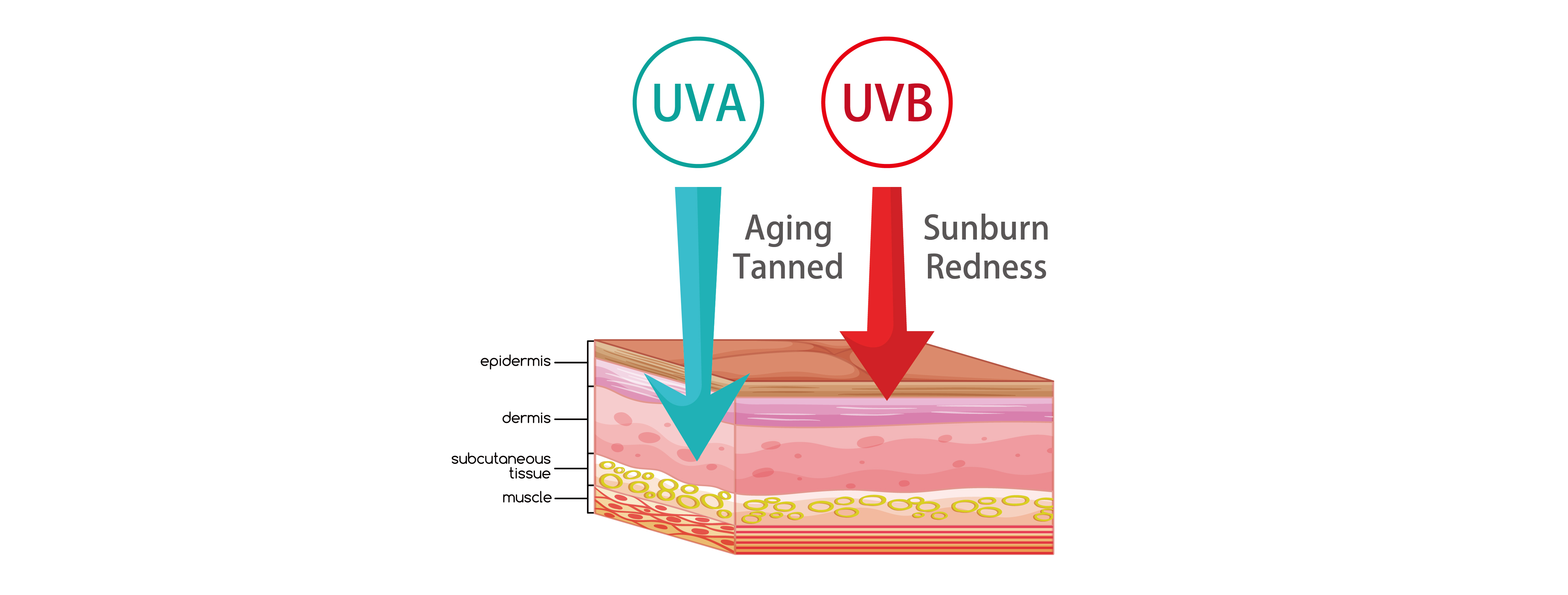 What is SPF? Let's Discover Sun Protection!｜BEAUNION COLOURS CO., LTD.,
